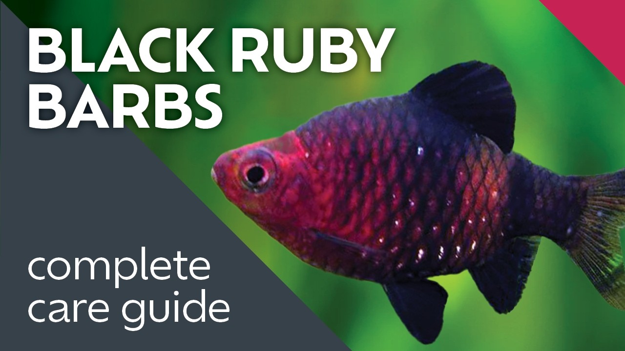 Black Ruby Barbs: What I Learned