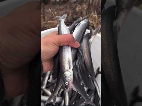 COWLITZ RIVER SMELT aka EULACHON. https://wdfw.wa.gov/fishing/regulations/smelt#current 2025