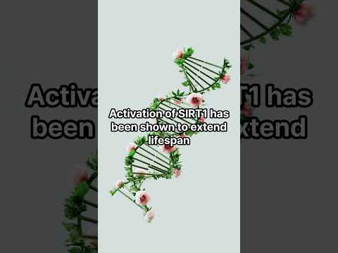 How do longevity genes like SIRT1 work?