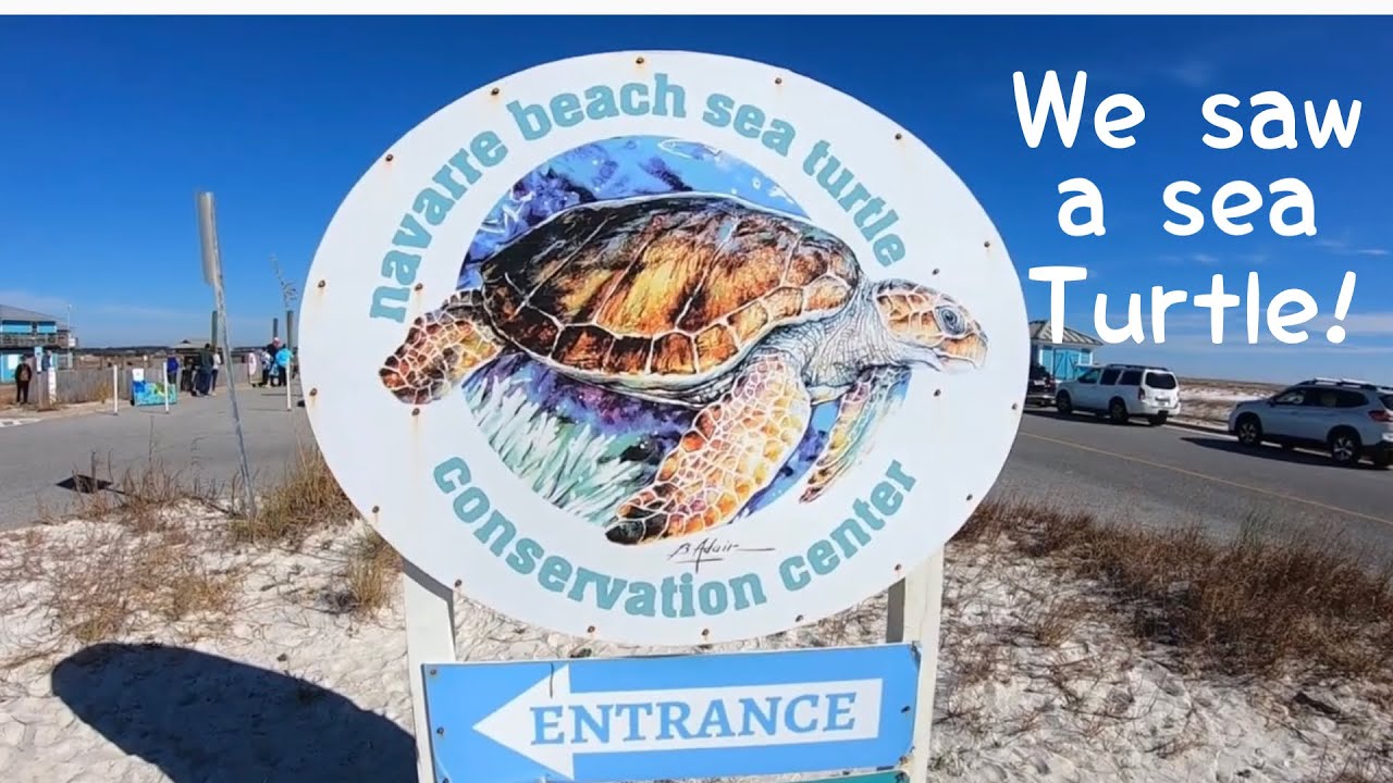 Navarre Beach Sea Turtle Conservation Center - Rambling with Phil