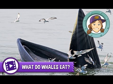 Ask Tierney - What do whales eat?