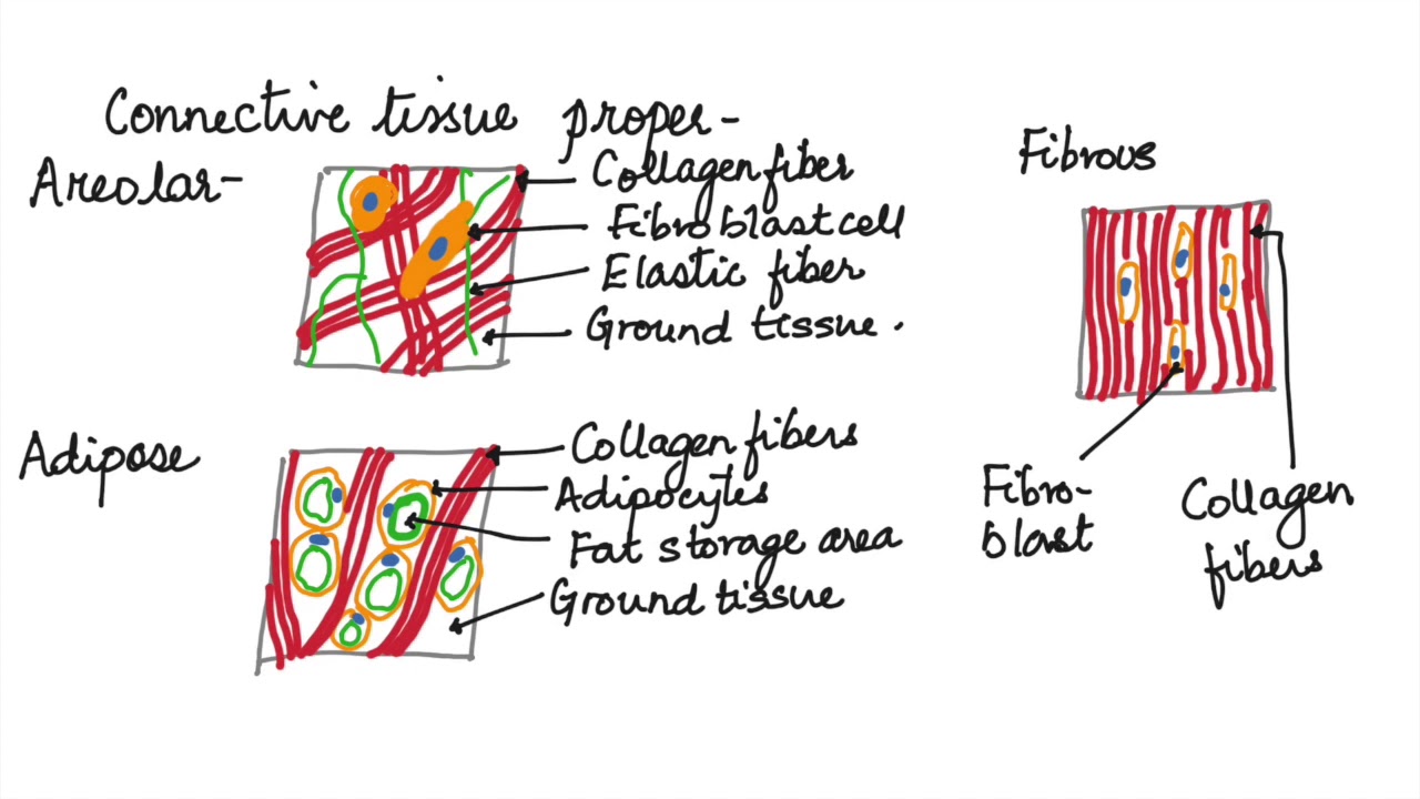 ANIMAL TISSUES: TYPES OF CONNECTIVE TISSUE ICSE 9