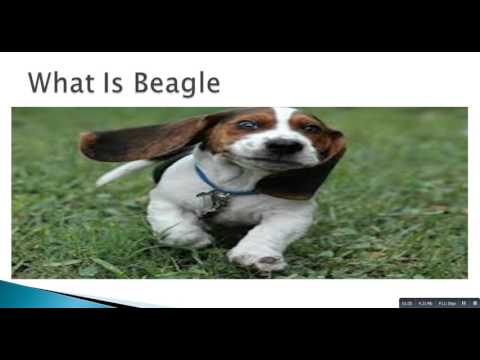 What Is Beagle