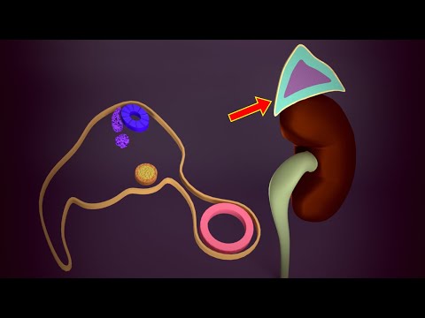 3D Adrenal (Suprarenal) Gland Embryology - Development of Adrenal Cortex and Adrenal Medulla
