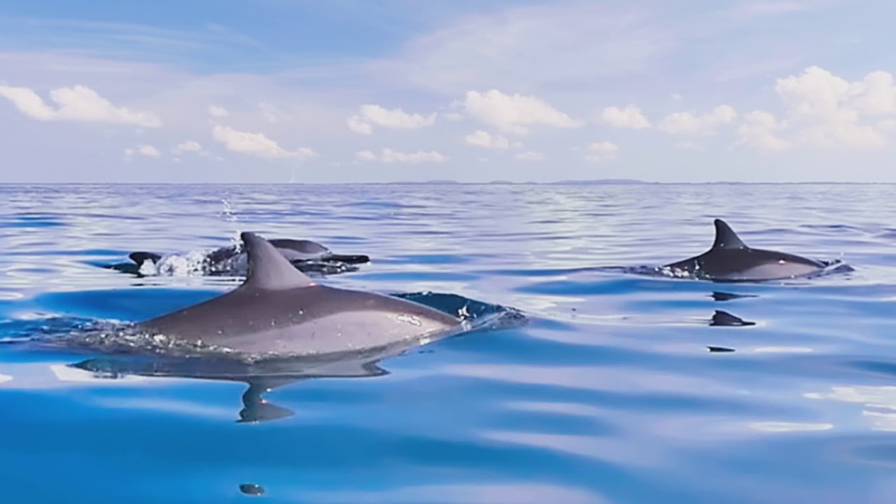 Dolphin Platforms for maritime e-learning by SQLearn