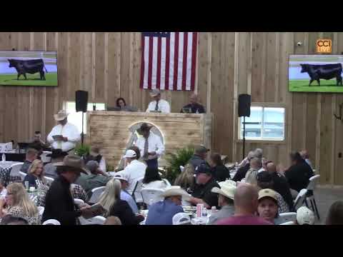 Gutwein Angus Inaugural Female Sale Francesville IN Sept 2024_Sep07_13-57-30.mp4