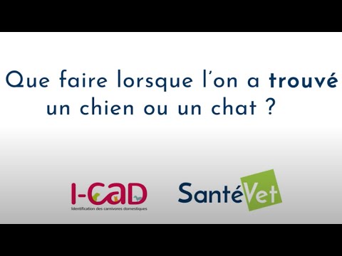 I-CAD / Que faire lorsque l'on a trouvé un animal, chien ou chat ?
