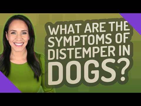 What are the symptoms of distemper in dogs?