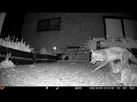Loughor Foxes,Chicken Feet, Eggs, Dog Food, Cheeky HedgeHog, Partners Filmed on A Campark Trail Cam