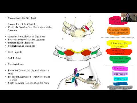 Choice 1 - Synovial Joint (Sternoclavicular Joint) - Angelina Savarese