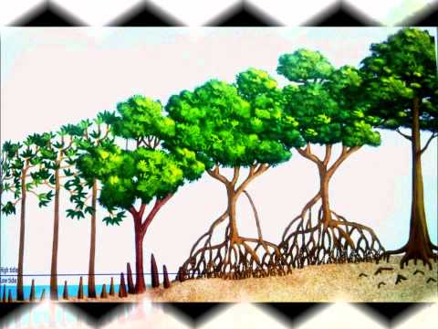 Mangrove protège les côtes | Mangroves Congo