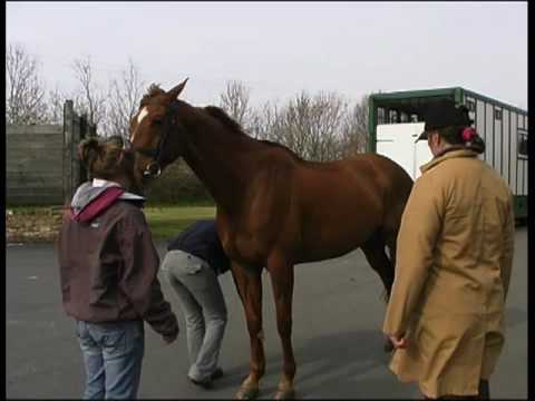 Equine Sports Massage Association - Initial Assessment with Owner/Vet