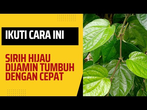Cara menanam sirih hijau agar cepat tumbuh dan subur