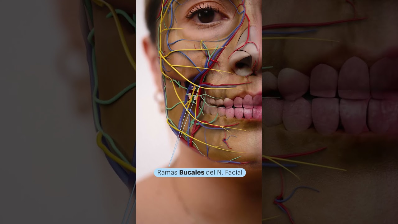 Conoce las 7 zonas de peligro del rostro ¡Actualízate ahora con Praxis Studio!