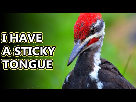 Pileated Woodpecker facts: they can topple telephone poles | Animal Fact Files