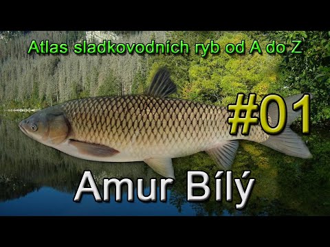 Atlas Sladkovodních Ryb |#01| Amur Bílý | Grass Carp
