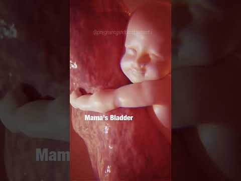 MAGICAL: What babies do in the WOMB ๐ #pregnancy #shorts