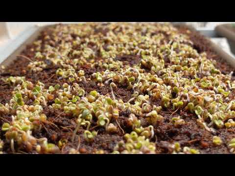 Rucola | TimeLapse 3 Tage