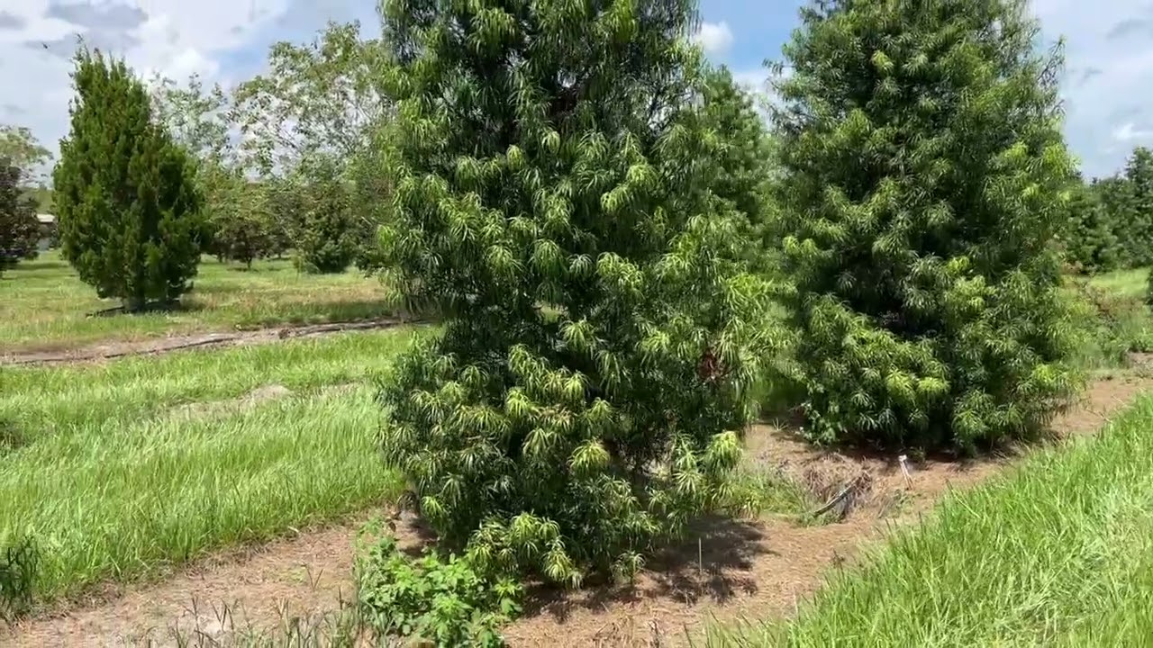 Look At This Weeping Podocarpus Farm/Good Trees for Privacy Screens/Large Trees for Sale Florida/