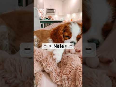 🐕 • Nombres para perros • 🐕