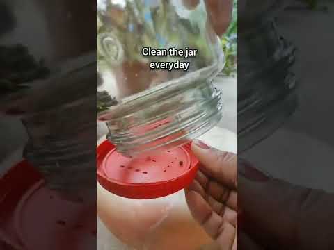 Life cycle of Butterfly. Detailed video will be coming soon.