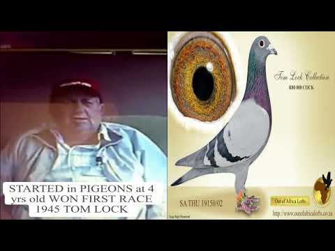 STARTED in PIGEONS at 4 yrs old WON FIRST RACE 1945 TOM LOCK