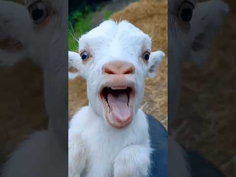 cat π & monkey π funny π€£ video #cat #monkey #shorts #cutebaby #comedy