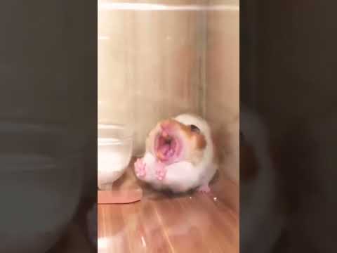 Rat screaming 😅😅#funny #ytshorts #cute #shorts #tiktok #rat #mice #foryou #fyp