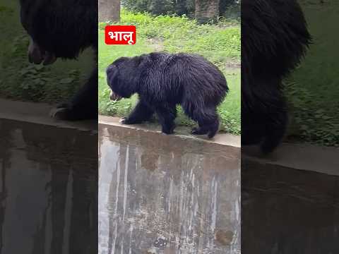 bhalu!! bhaku at kanpur zoo#bear