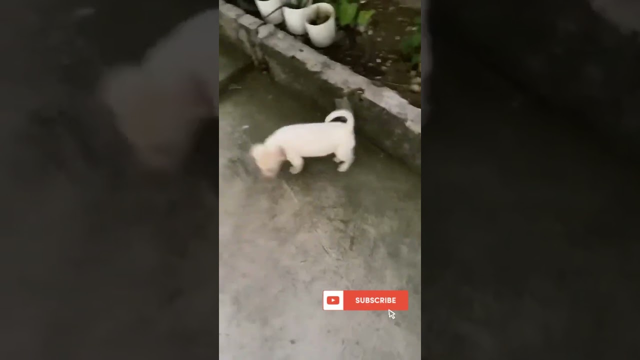 Baby Labrador had a bad poop day #labrador #labradorretriever  #dog #doglover #puppy  #maltese #dogs