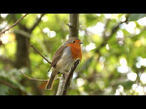 Female robin singing
