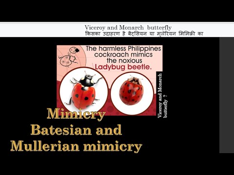 Mimicry/Batesian and Mullerian mimicry
