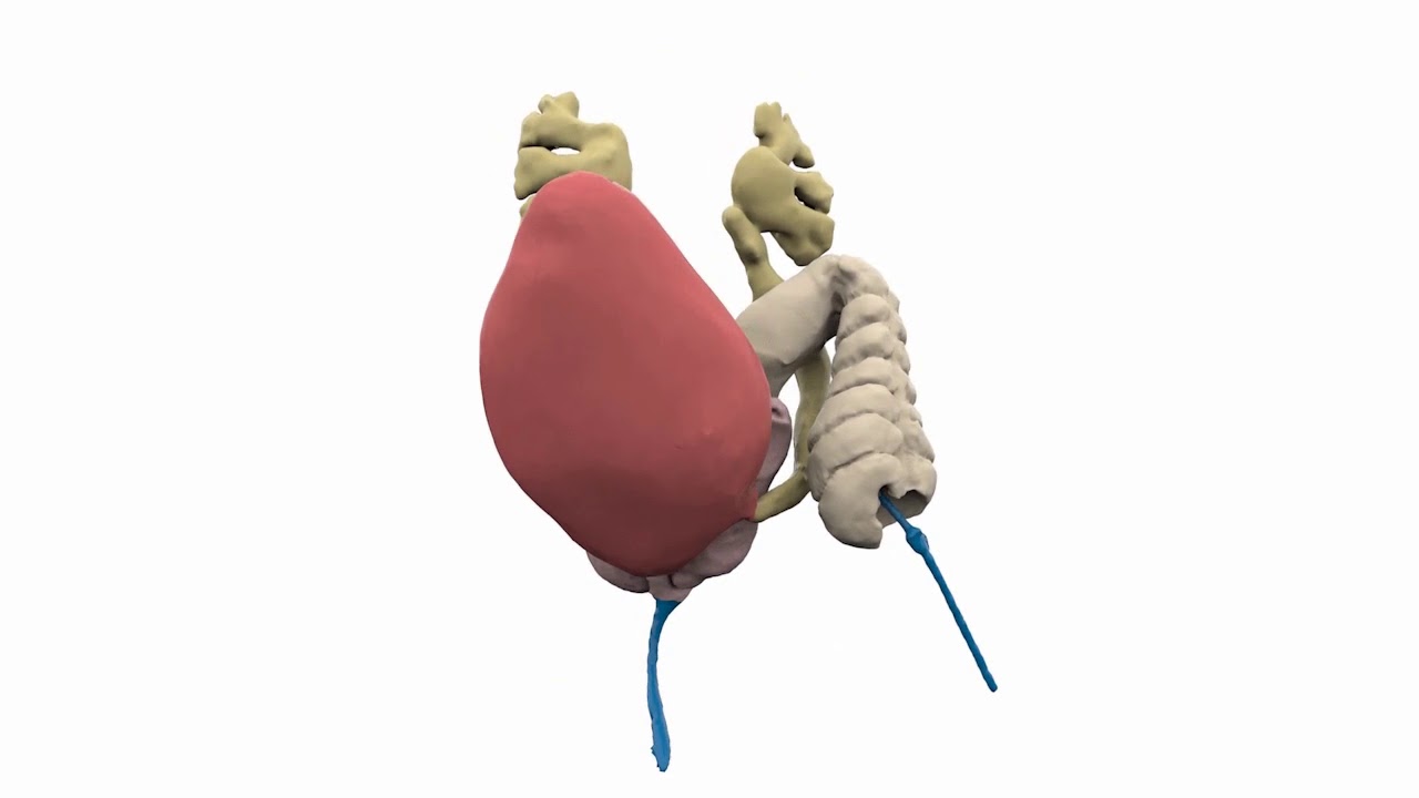 Pediatric Cloacal Malformations - Conditions and Treatments | Children ...