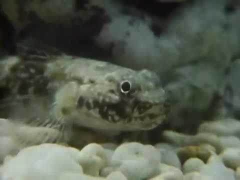 Les océans - Film documentaire