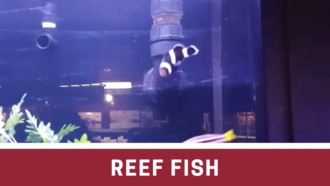 Black and White Clownfish at Elite Reef of Denver Colorado