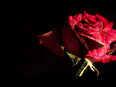 klay-man shares bittersweet and dreamy bop.