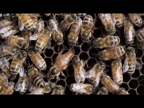 Murder Hornets: Invading and Killing America (What You Need to Know)