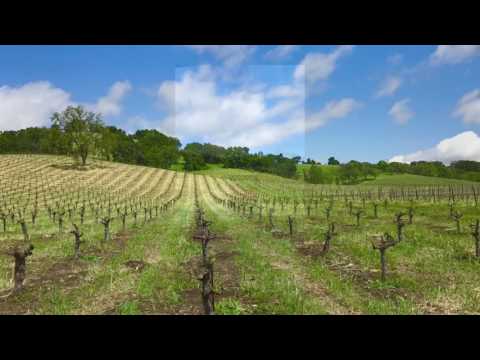 Wine tasting at Halter Ranch Vineyards
