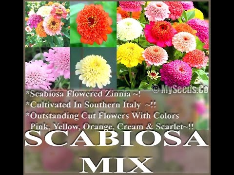 Scabiosa Zinnia Flowered Mix - Zinnia FLOWER SEEDS on www.MySeeds.Co