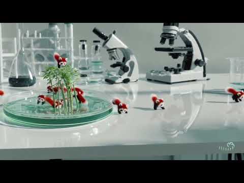 OpenAI Sora Demo Video - petri dish pandas