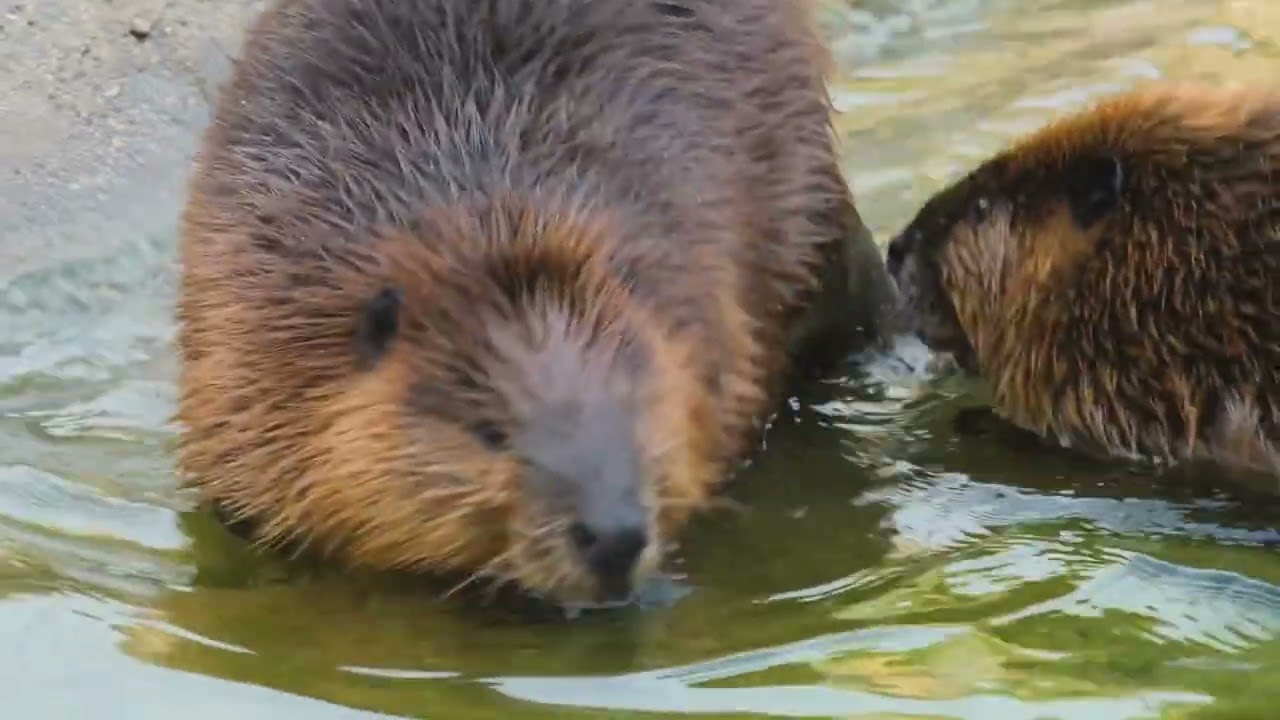 We are the Western Watersheds Project