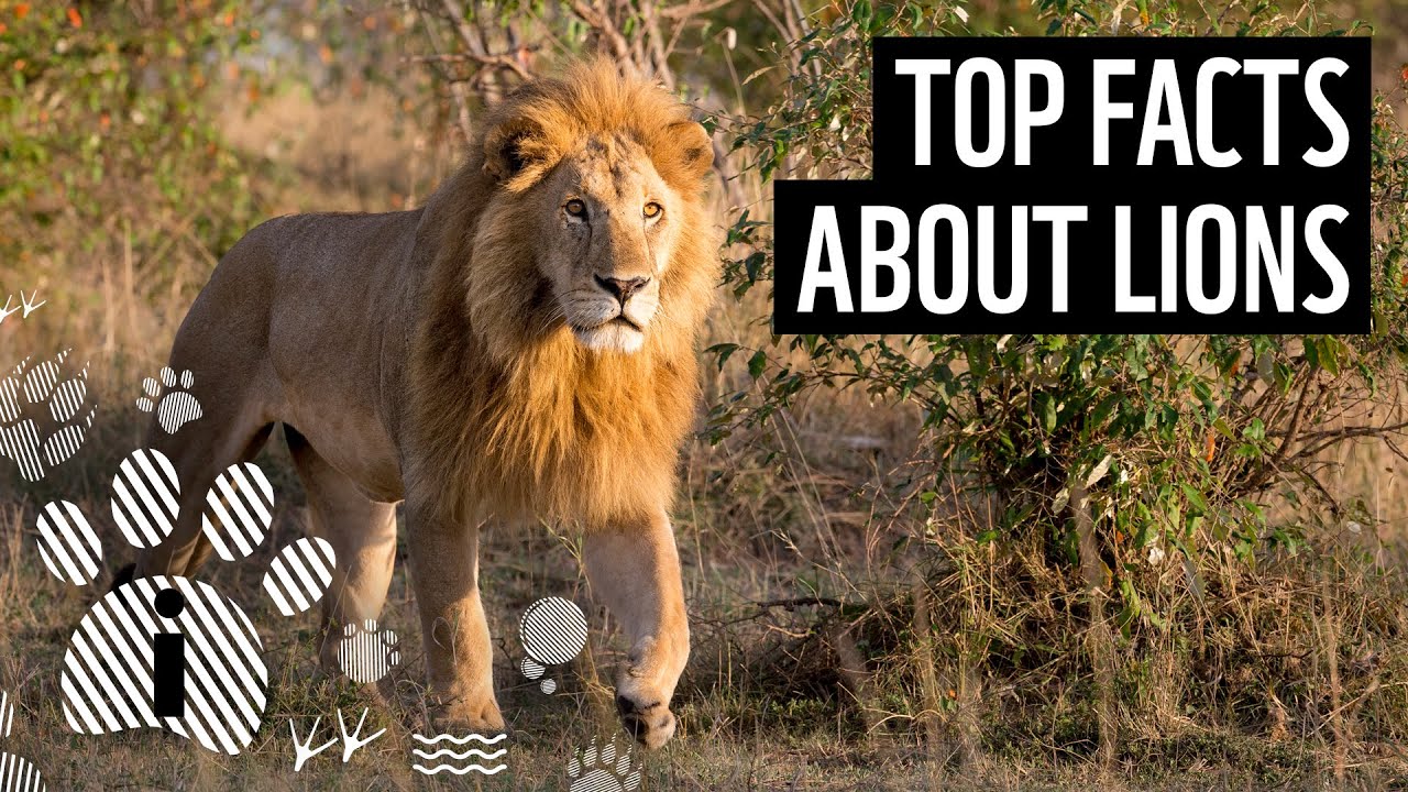 Top 10 Facts About Lions | Animal Fun Facts | WWF