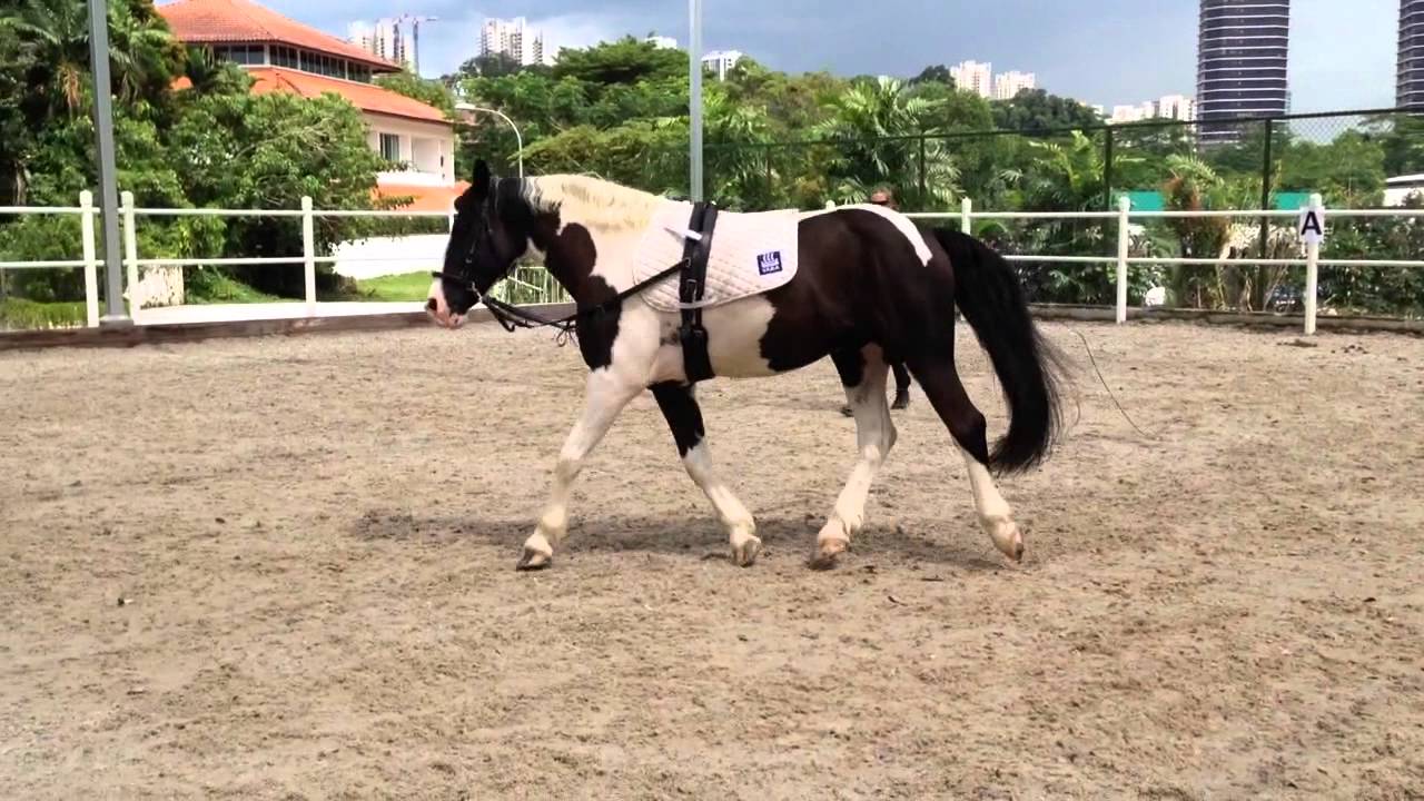 Helen & Kary Lunging - HD