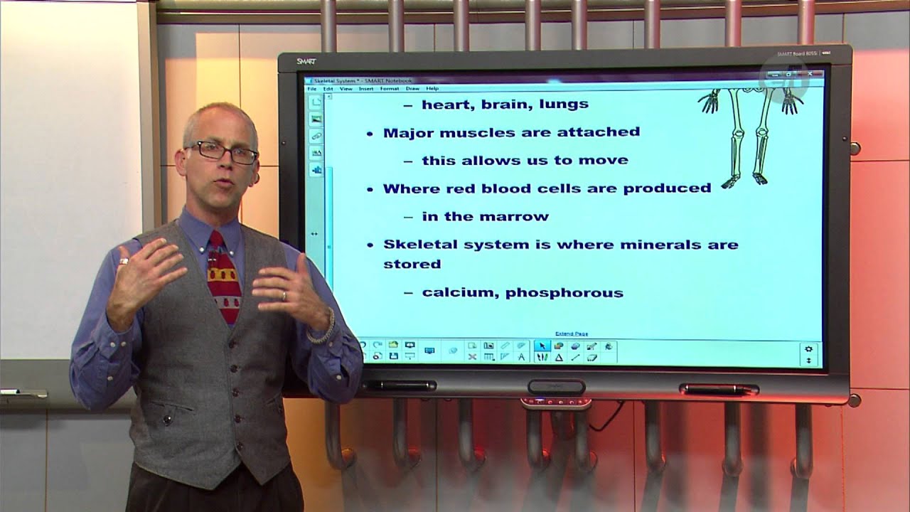 Homework Hotline: Skeletal System