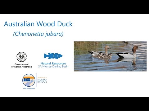Australian Wood Duck