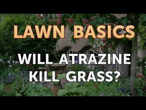 Will Atrazine Kill Grass?