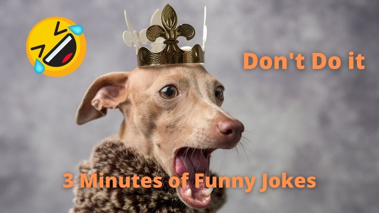 Don't Do it Man - 3 Minutes of Funny Jokes Narrated By Cat