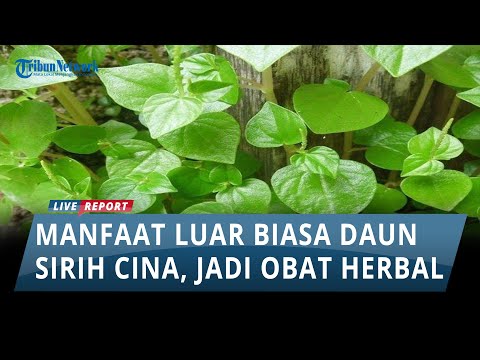 Manfaat Luar Biasa Daun Sirih Cina, Sering Dijadikan Obat Herbal untuk Kesehatan
