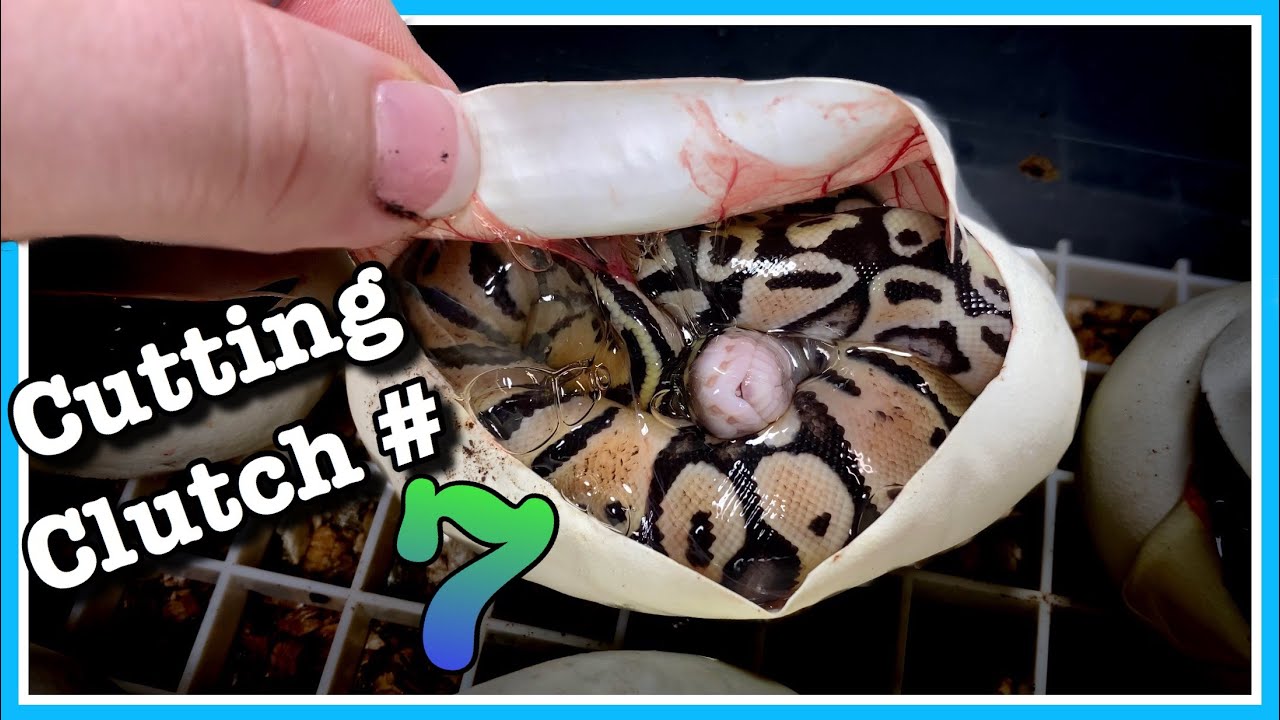 BALL PYTHON EGG CUTTING!! Clutch #7 (2020) | Ball Python Breeding