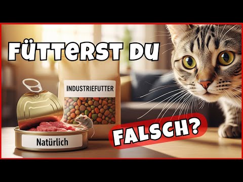 Species-appropriate cat nutrition: wet food vs. dry food vs. mouse - the big comparison!
